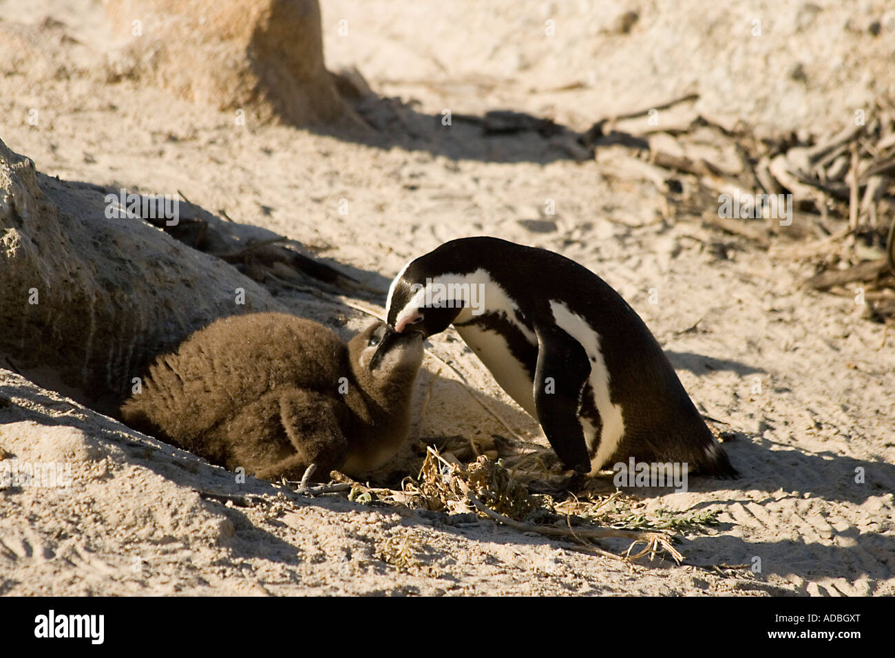 Baby Penguin Feeding in South Africa Stock Photo - Alamy