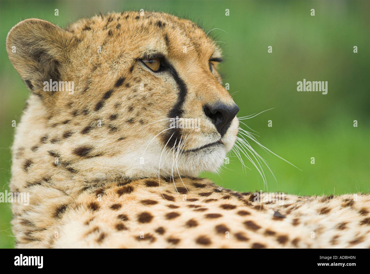 Cheetah in nature Cut Out Stock Images & Pictures - Alamy