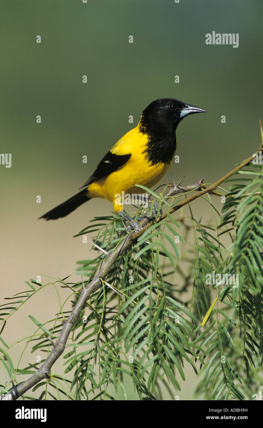 Audubons oriole hi-res stock photography and images - Alamy