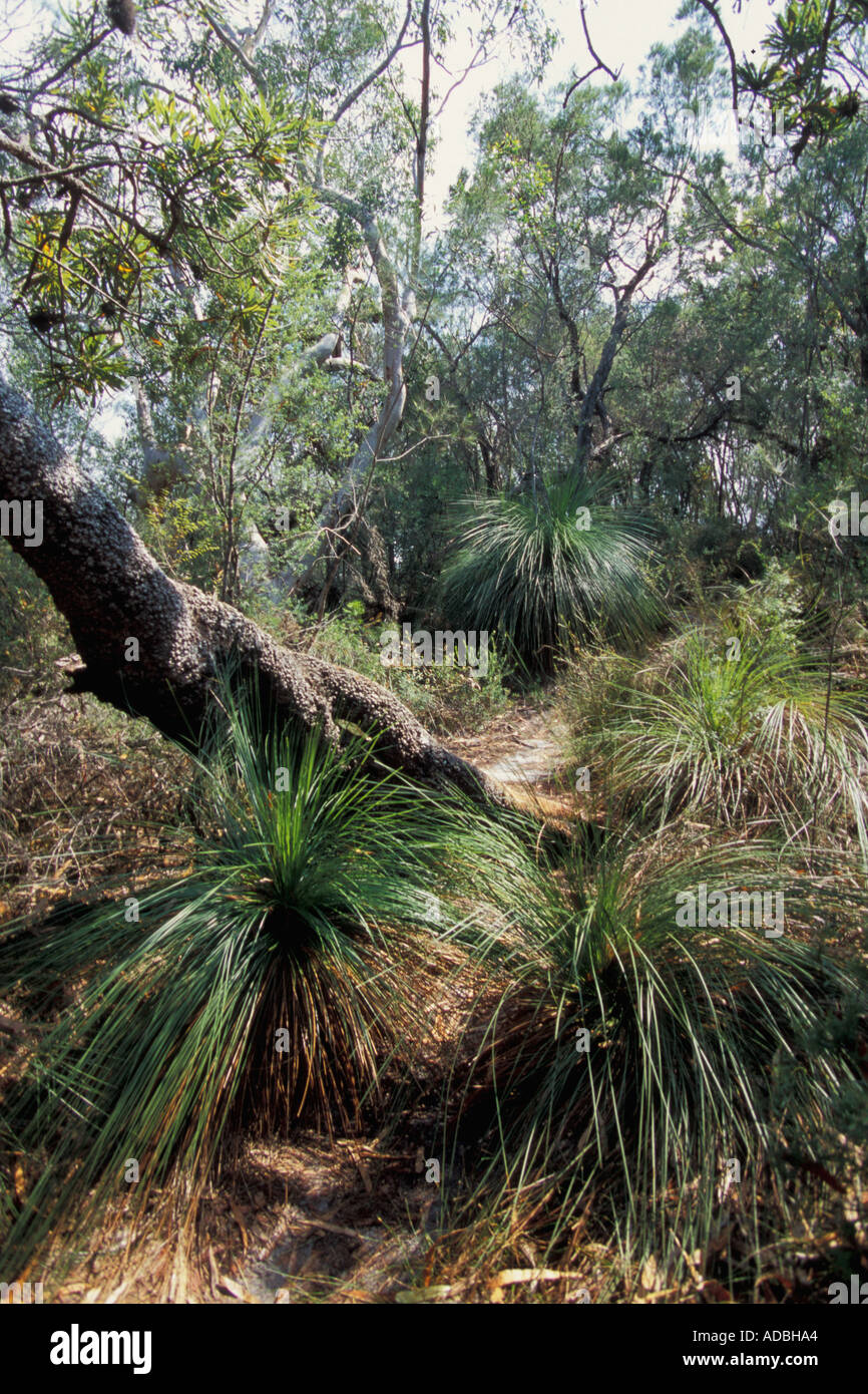 Grass trees Fraser Island Queensland Australia Stock Photo - Alamy