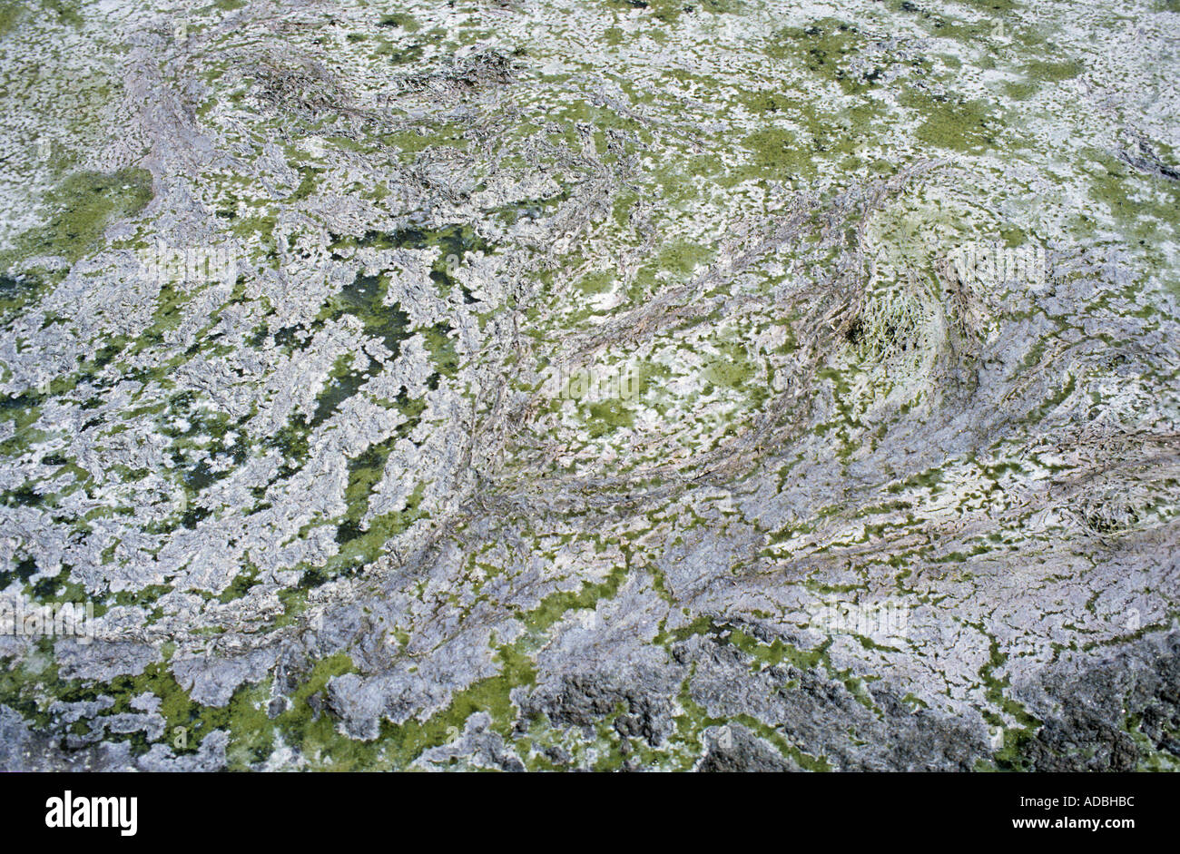 Algae and salt at the edge of San Luis Lakes Colorado USA Stock Photo ...