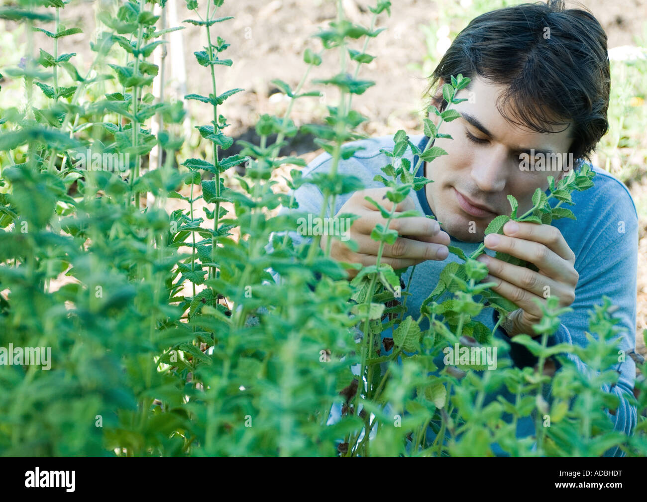 Man smelling herbs Stock Photo - Alamy