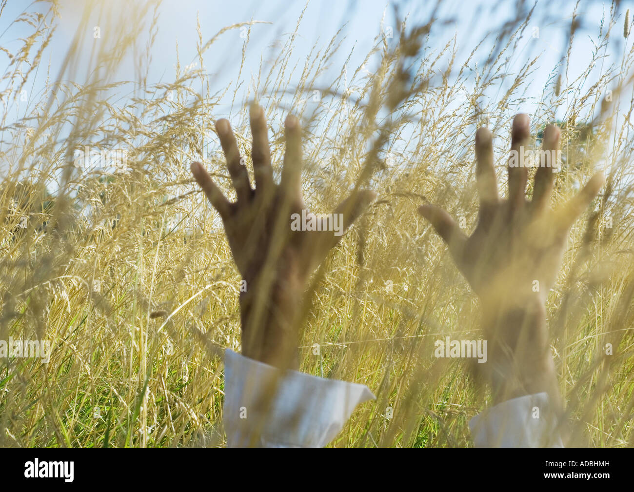 Man in field, raising hands, cropped view Stock Photo - Alamy