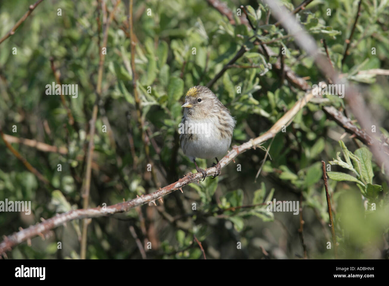 Lesser redpoll, Carduelis cabaret, single female on branch, Coll ...