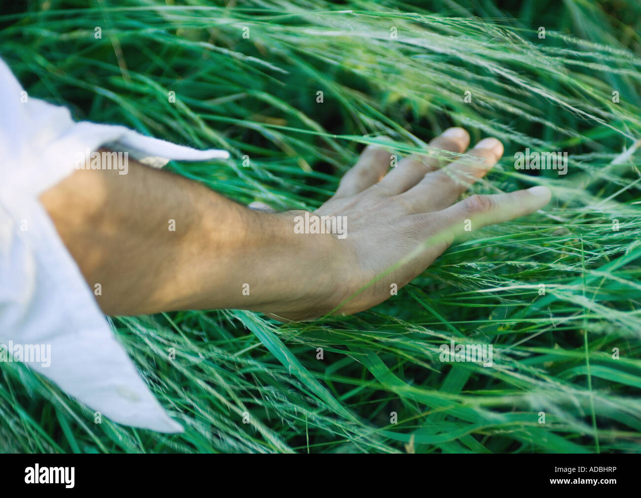 Man touching grass, cropped view of arm Stock Photo - Alamy