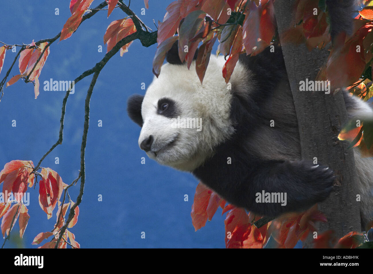 Giant Panda on the tree with fall foliage Wolong Sichuan China Stock ...