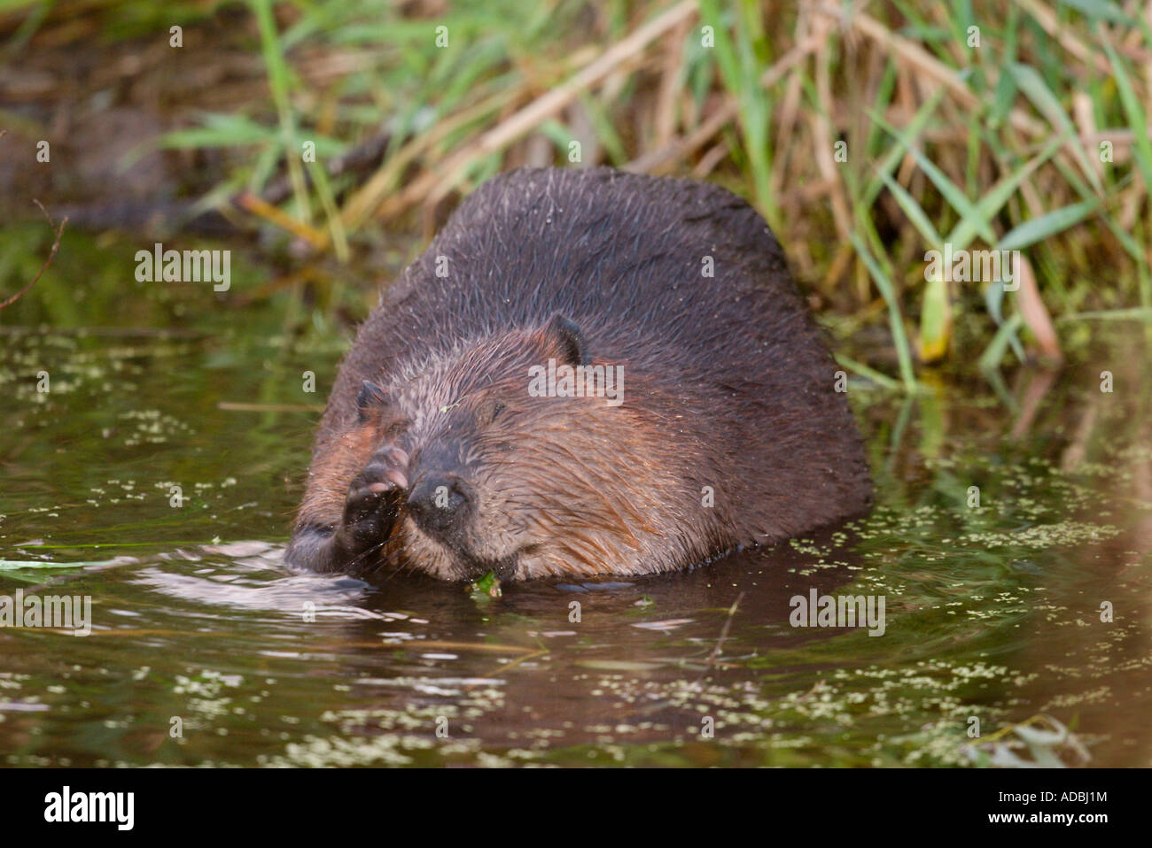 American Beaver Castor canadensis Rice Lake National Wildlife Refuge ...