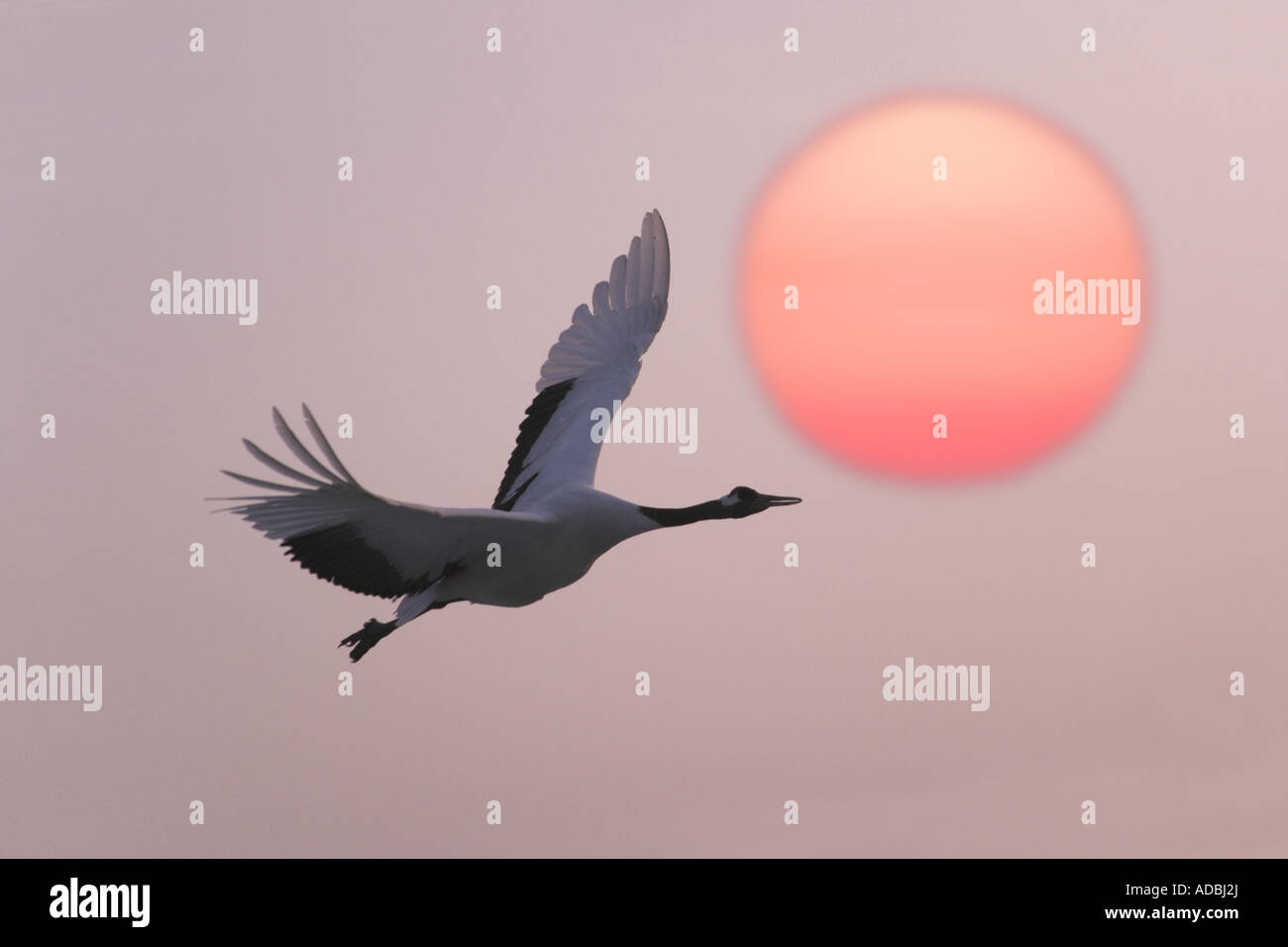 Crane hi-res stock photography and images - Alamy