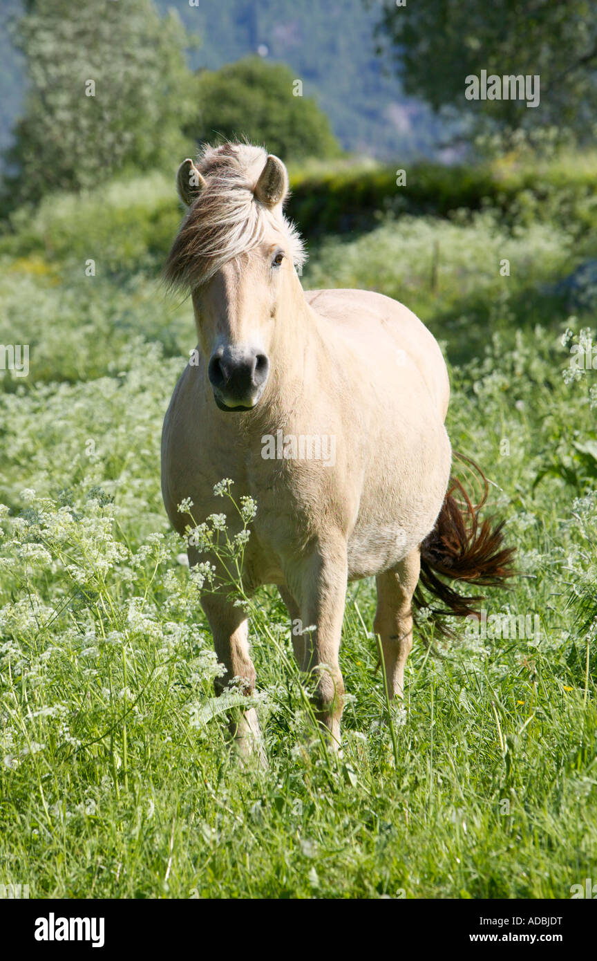 Norwegian pony hi-res stock photography and images - Alamy