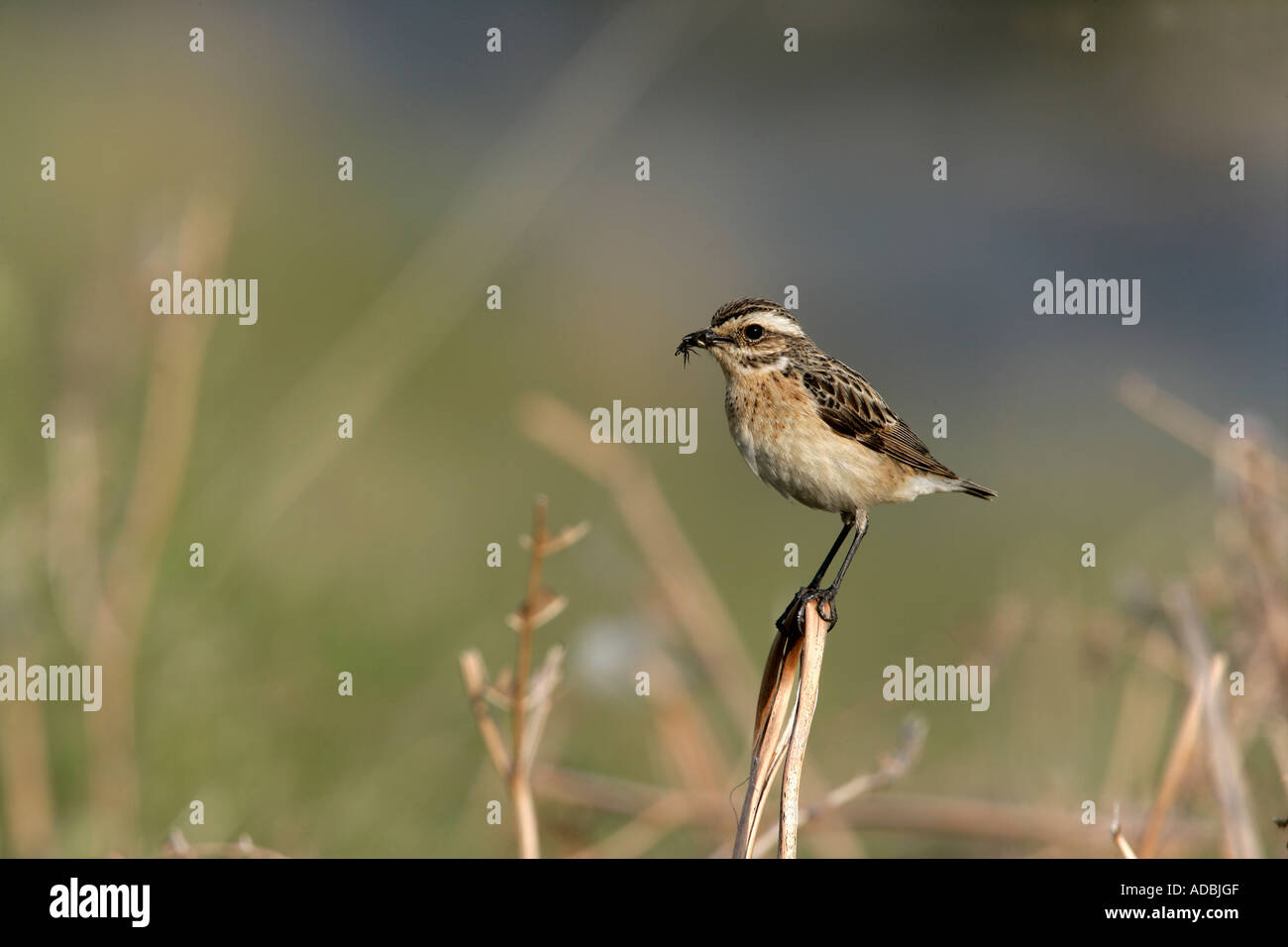 Female whinchat uk hi-res stock photography and images - Alamy