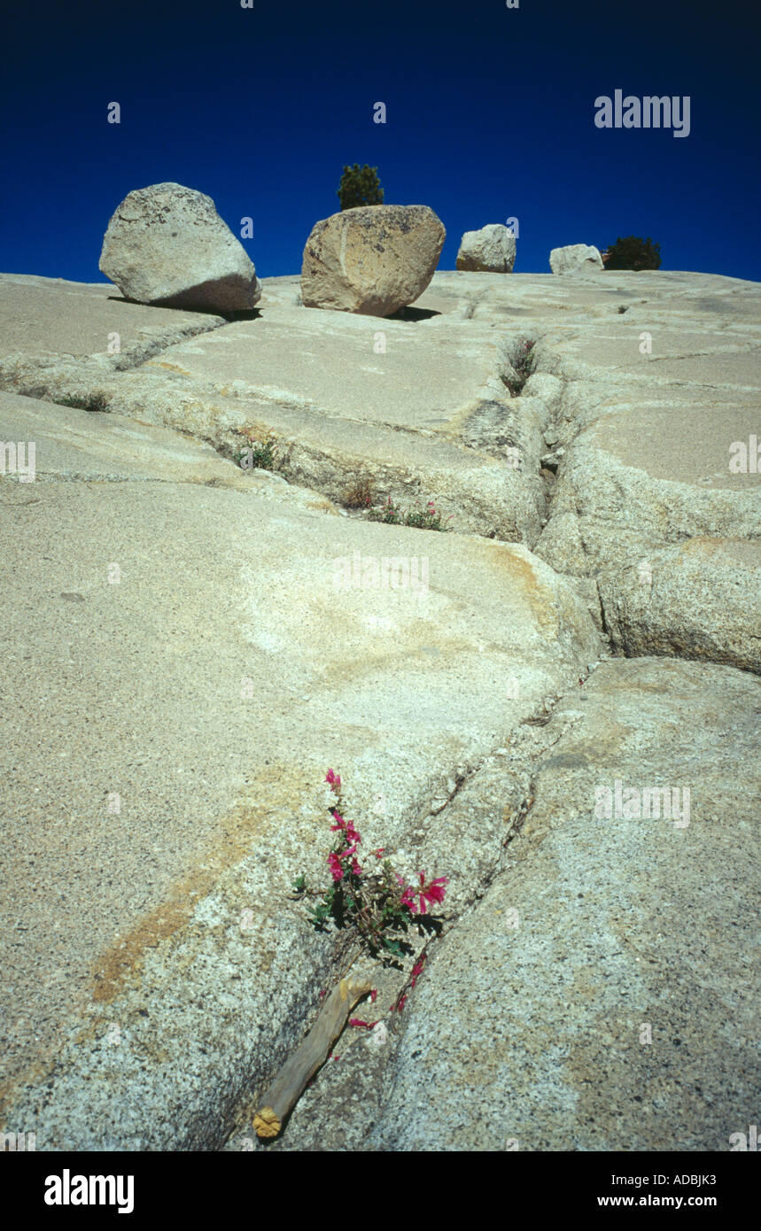 Glacial erratics at Olmsted Point Yosemite National Park California USA ...