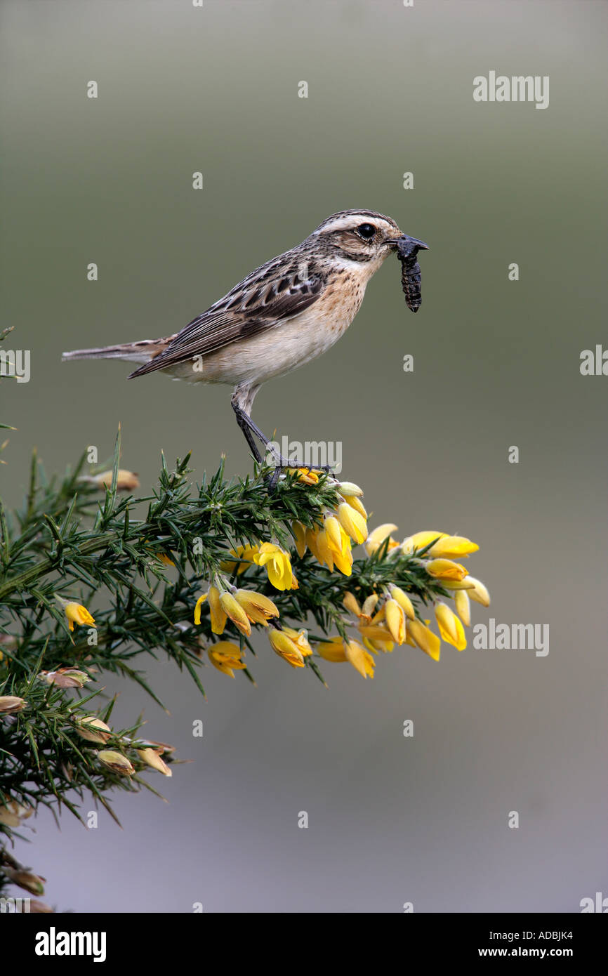 Female Whinchat Uk High Resolution Stock Photography and Images - Alamy