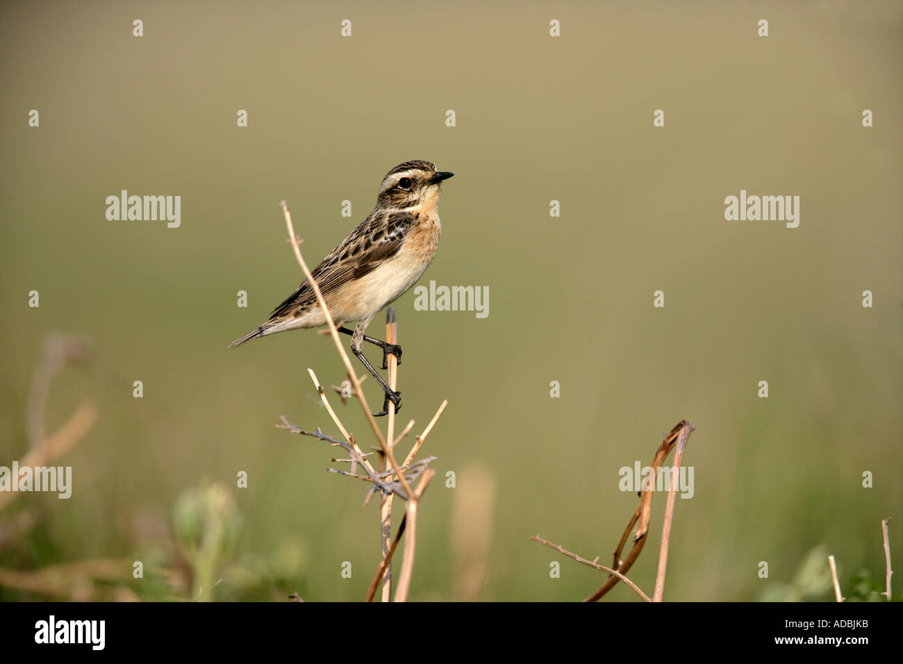 Whinchat female uk hi-res stock photography and images - Alamy