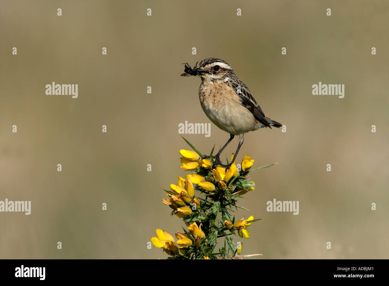 Female whinchat uk hi-res stock photography and images - Alamy