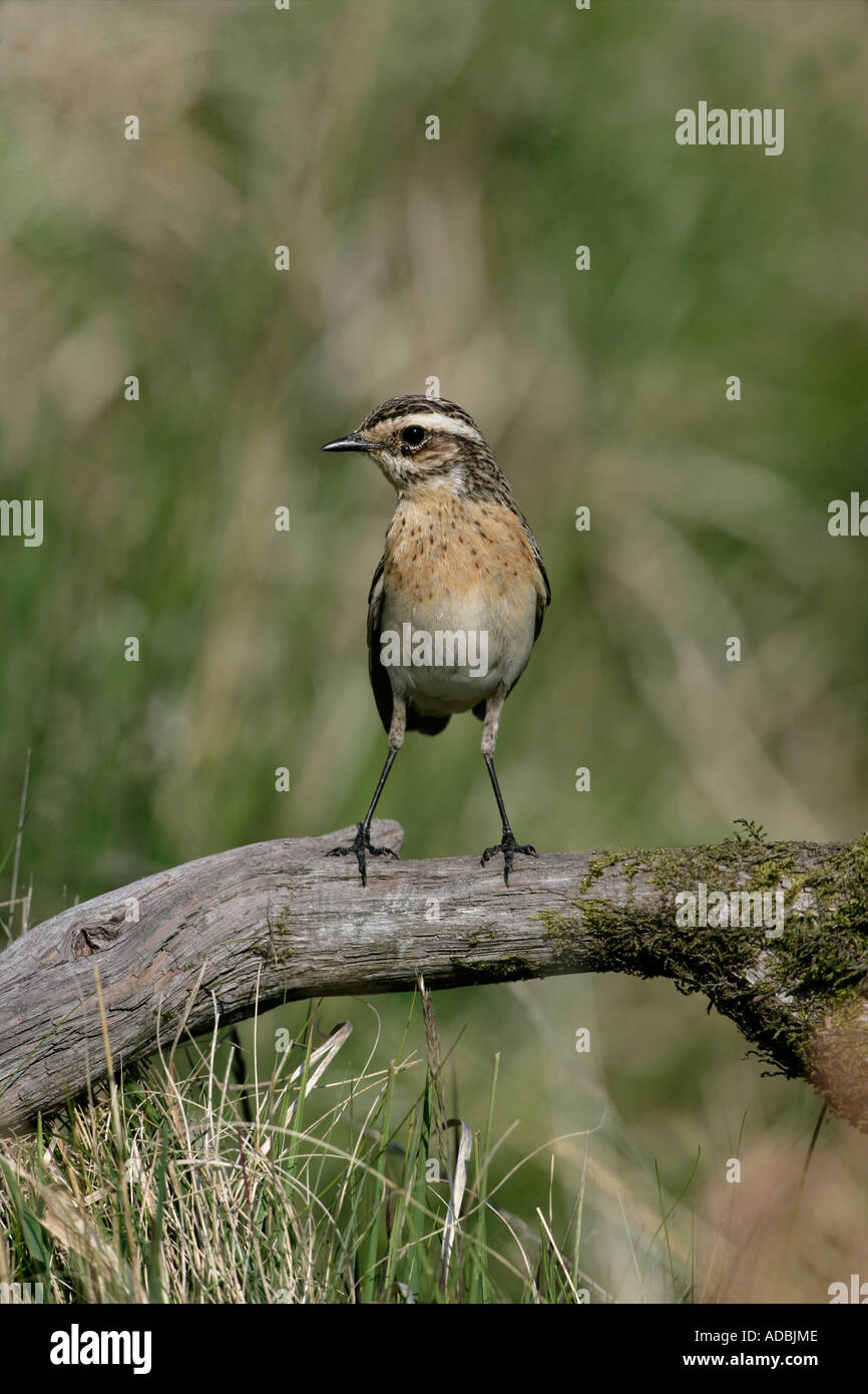 Whinchat female uk hi-res stock photography and images - Alamy