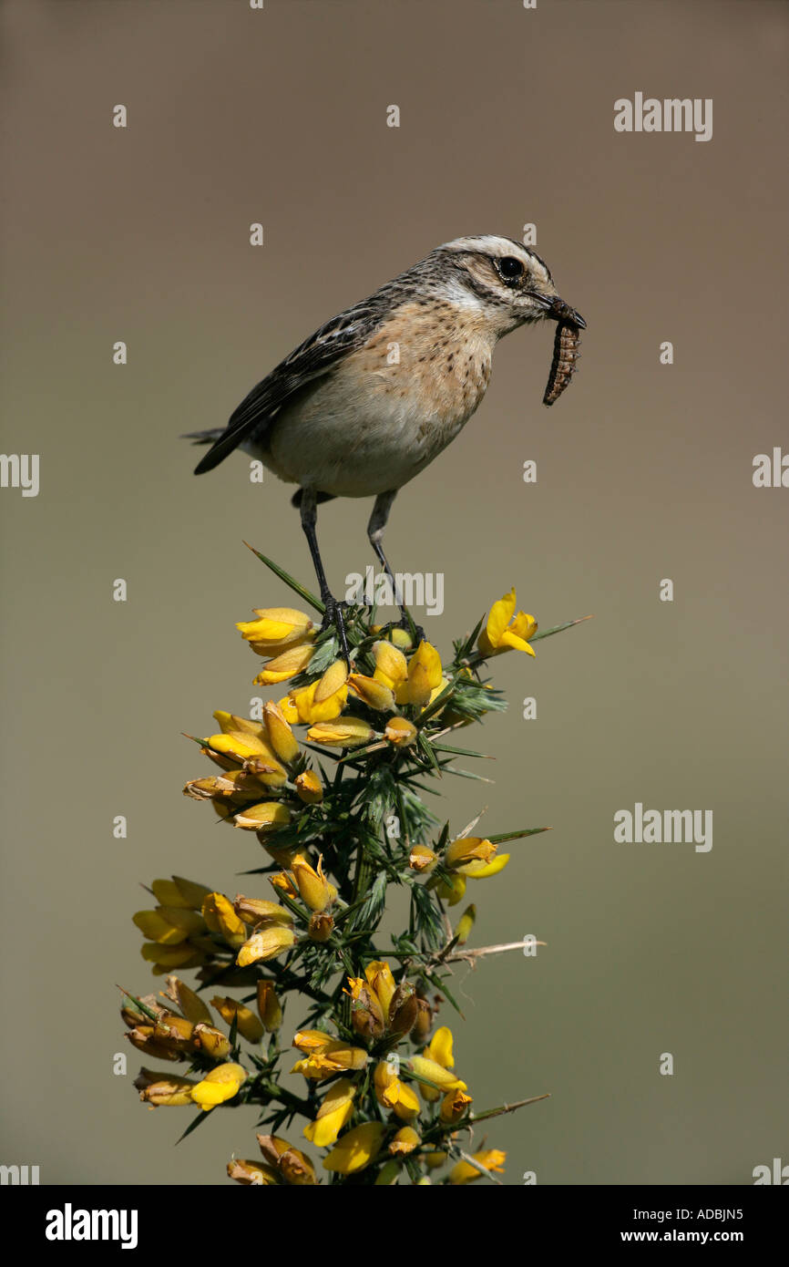 Female Whinchat Uk High Resolution Stock Photography and Images - Alamy