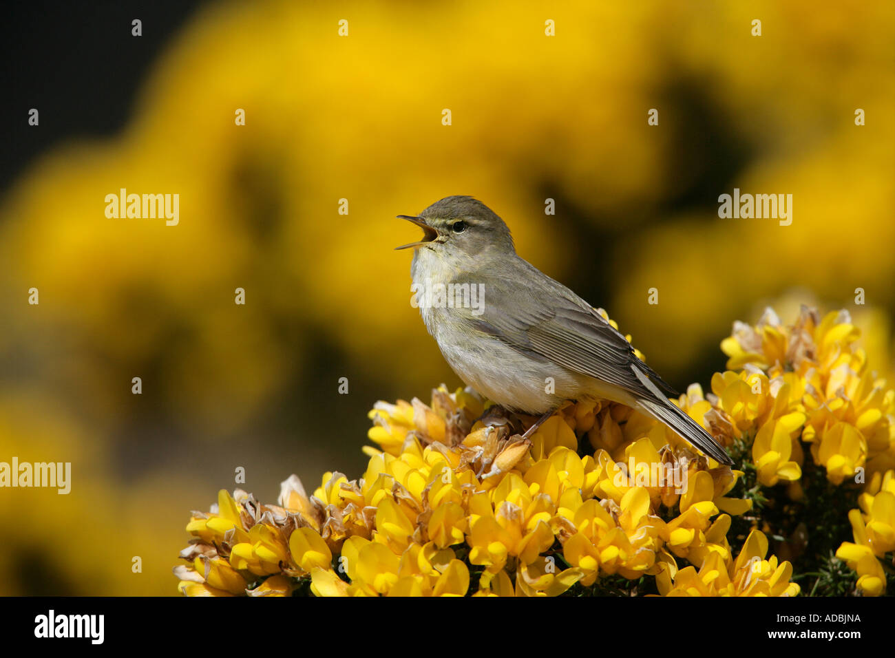WILLOW WARBLER Phylloscopus trochilus Scotland singing Stock Photo - Alamy