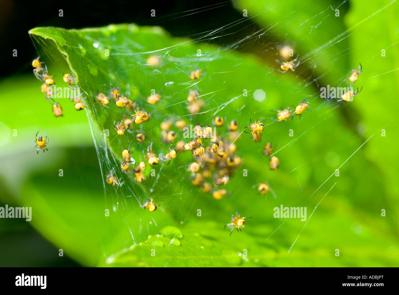 Common garden spider united kingdom hi-res stock photography and images ...