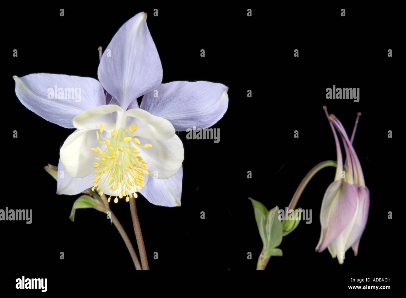 Aquilegia Blue Star Columbine against a black background Stock Photo ...