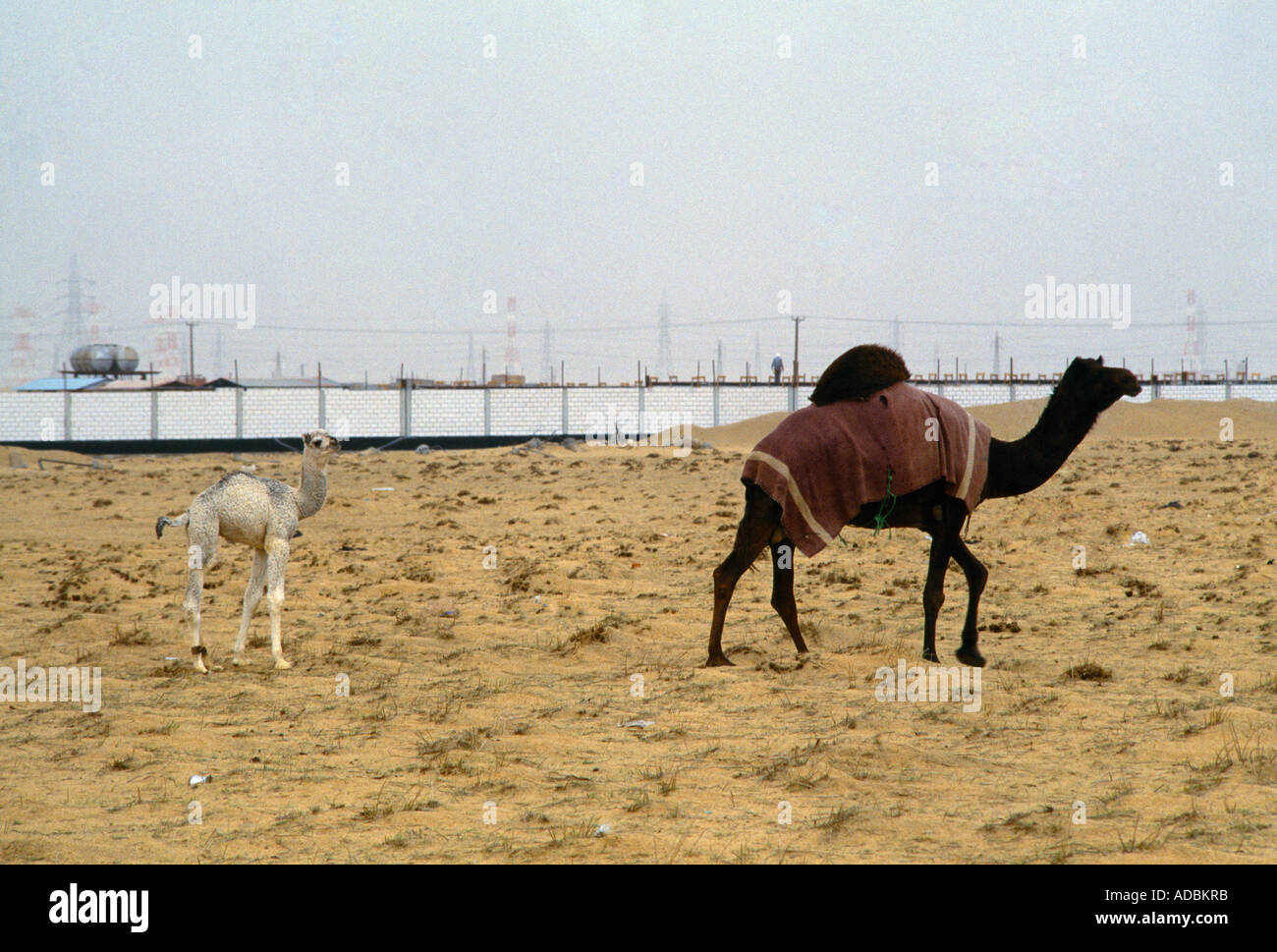 Kuwait Camels In The Desert Stock Photo - Alamy