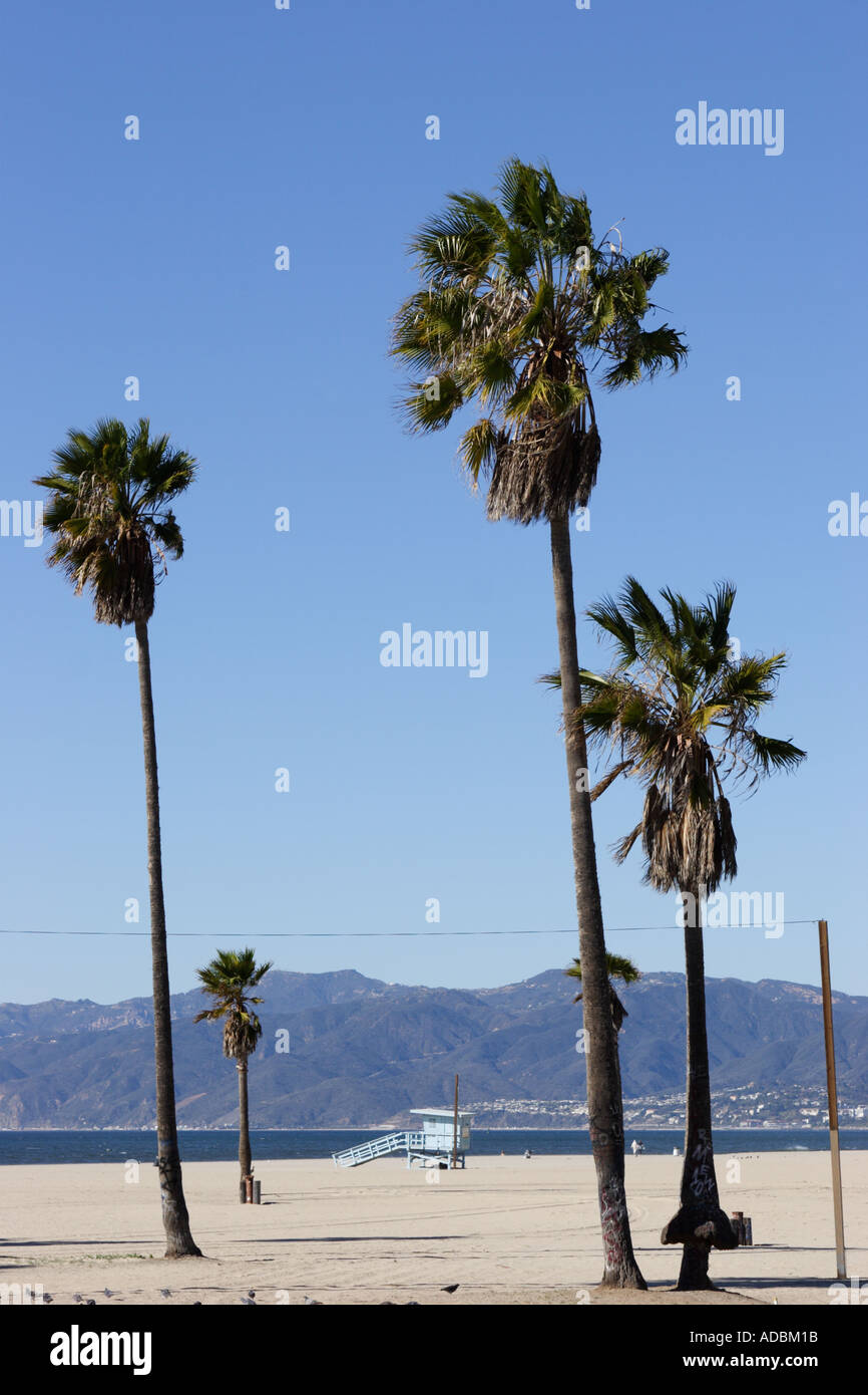 Palm Trees View of Malibu background From Venice Beach Los Angeles ...