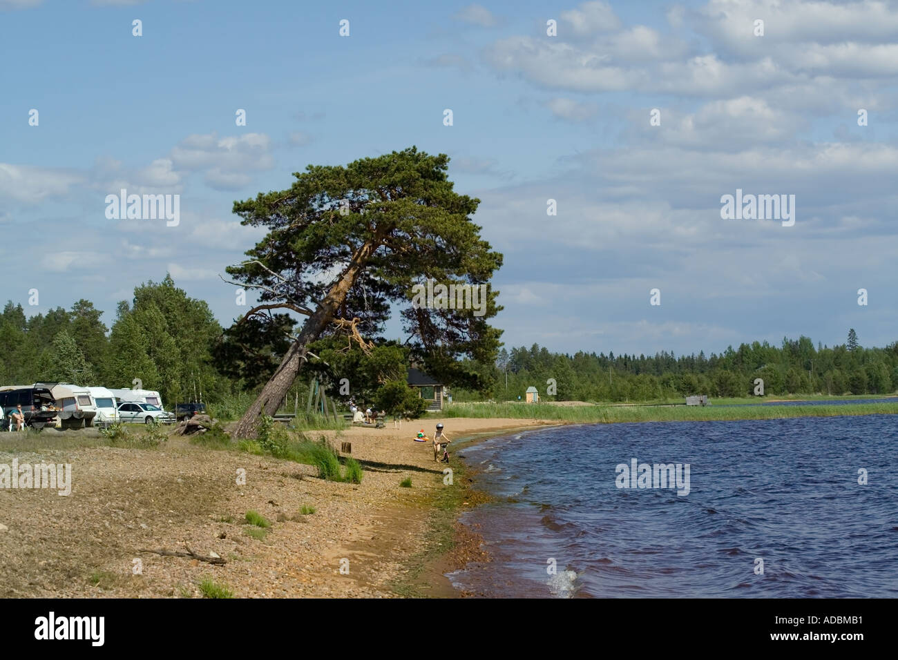 pine tree growing on the beach Stock Photo - Alamy