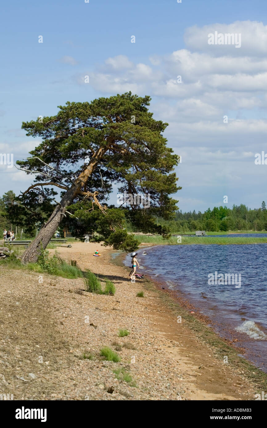 pine tree growing on the beach Stock Photo - Alamy