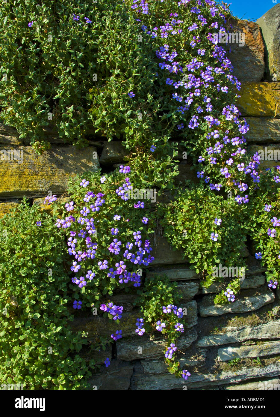 Old world perennial hi-res stock photography and images - Alamy