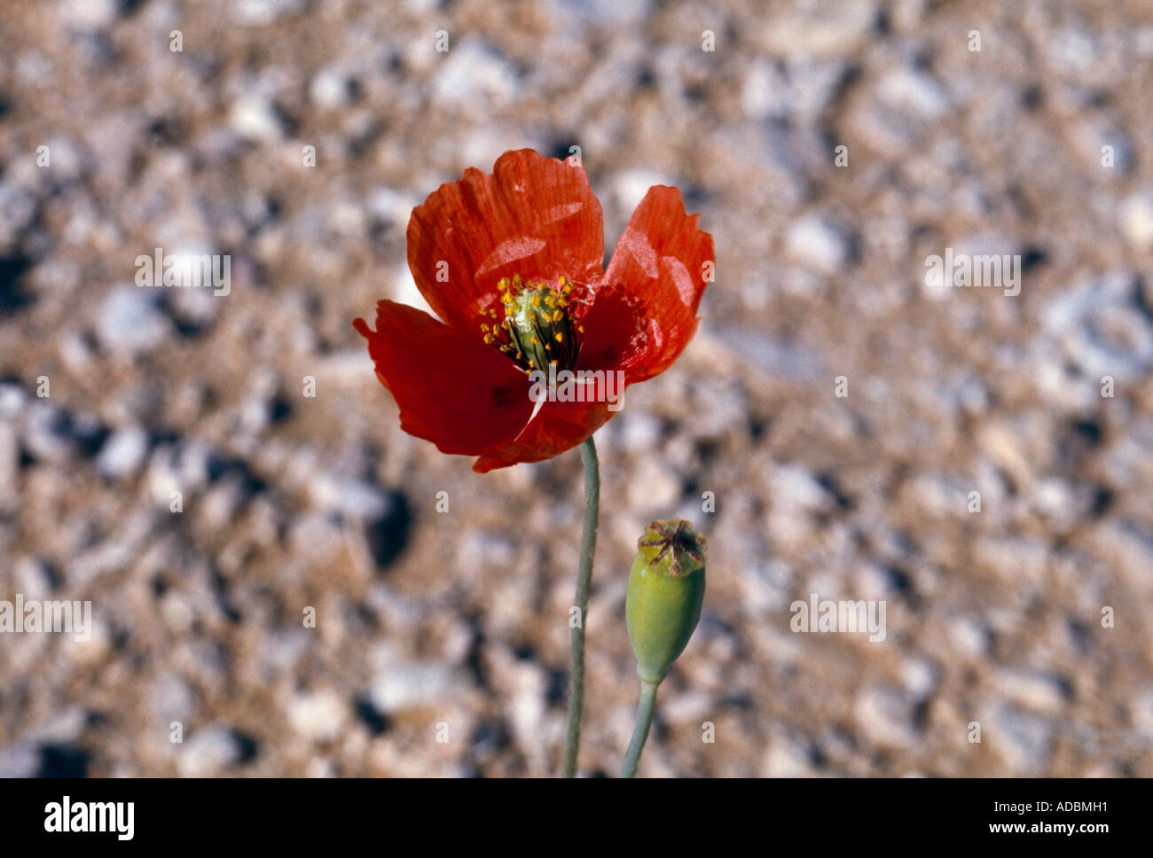 Saudi Arabia Desert Flowers Stock Photo - Alamy