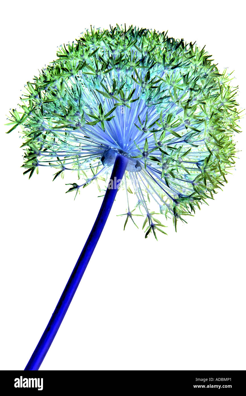 Allium flower portrait Cut Out Stock Images & Pictures - Alamy