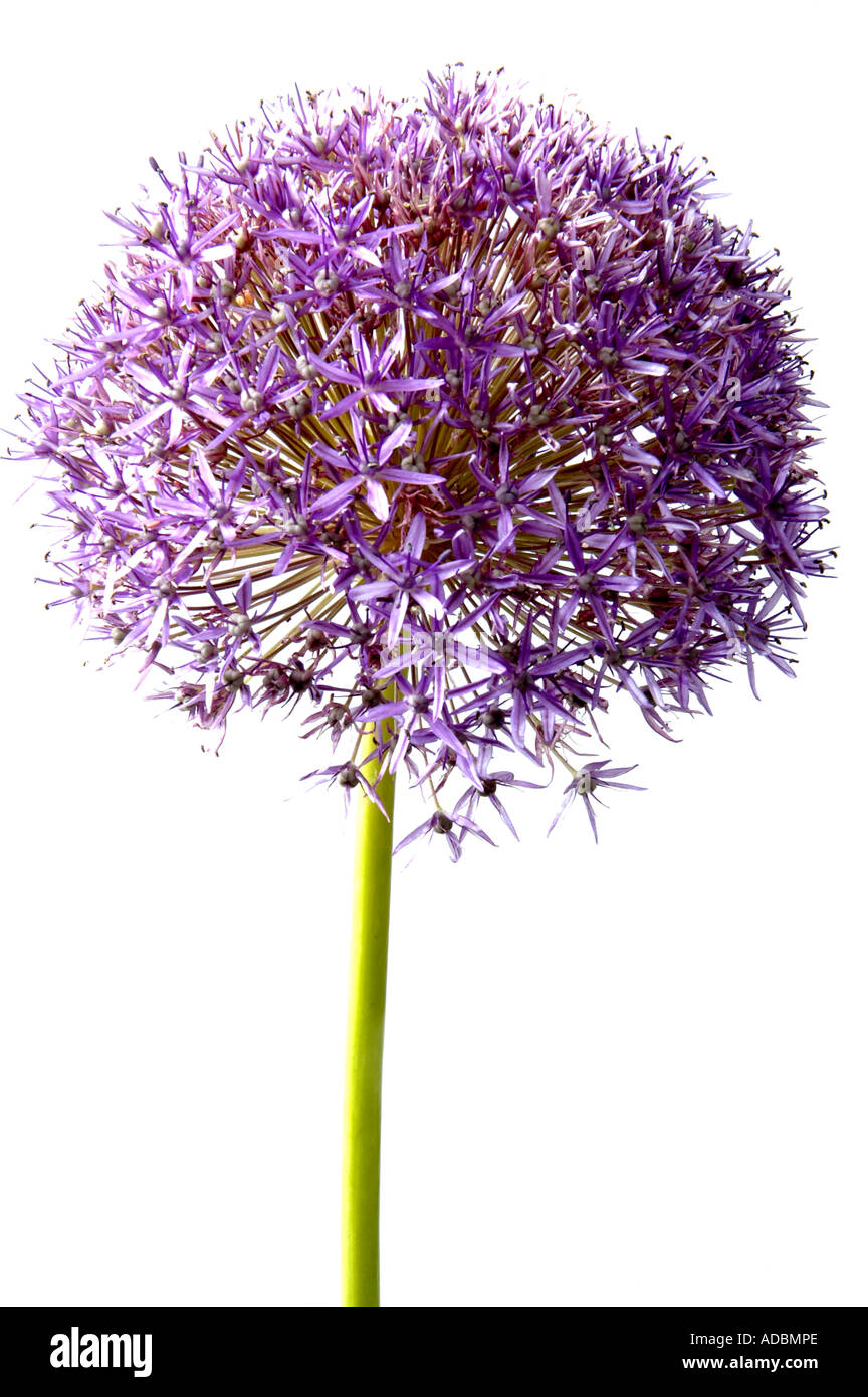 Allium detail Cut Out Stock Images & Pictures - Alamy