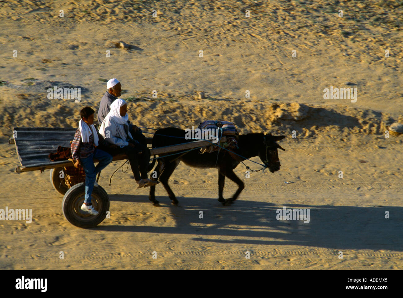 Tozeur Tunisia Mule Pulling Cart Stock Photo - Alamy