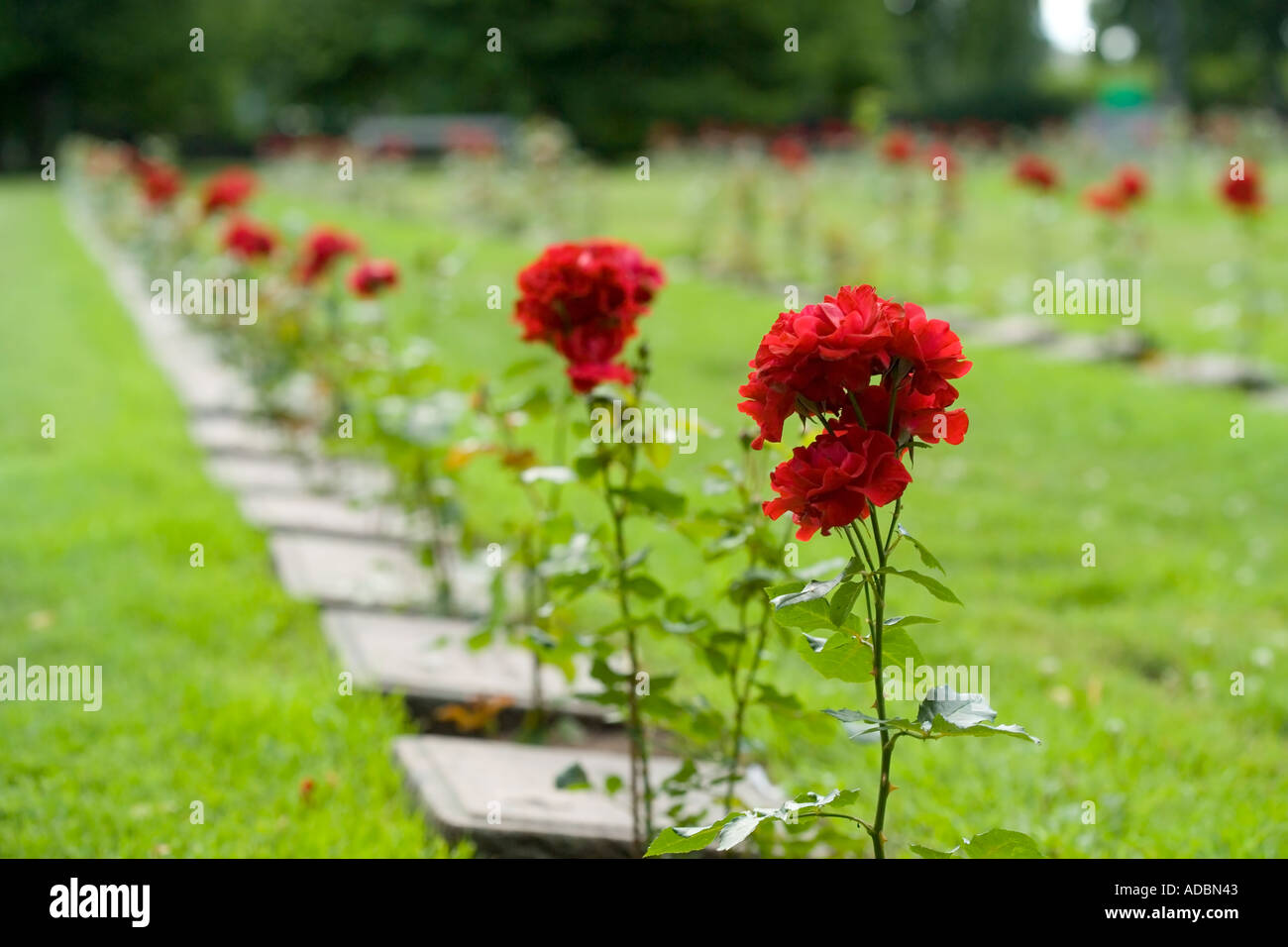 single roses on world war graveyard Stock Photo - Alamy