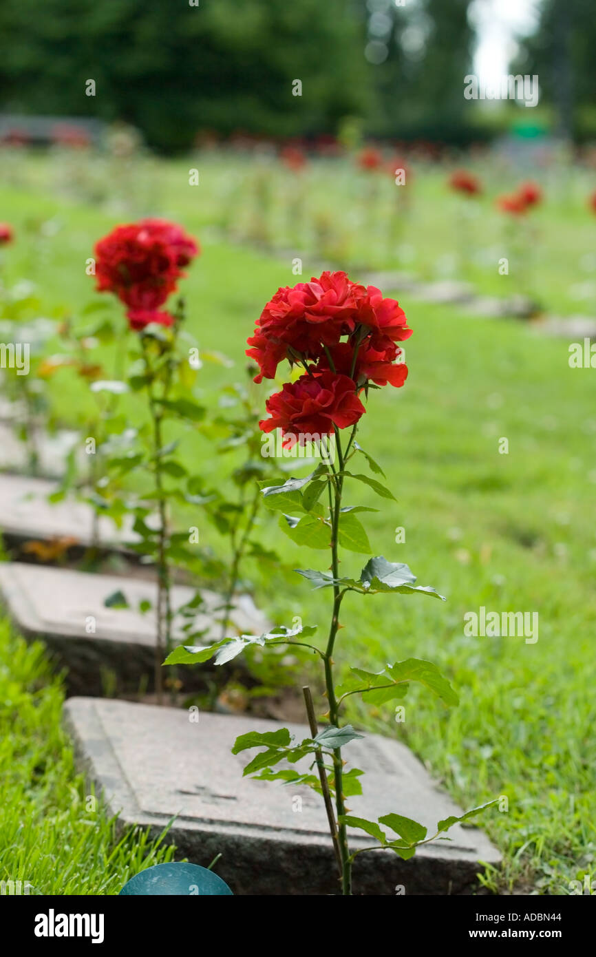 War of the roses flower hi-res stock photography and images - Alamy