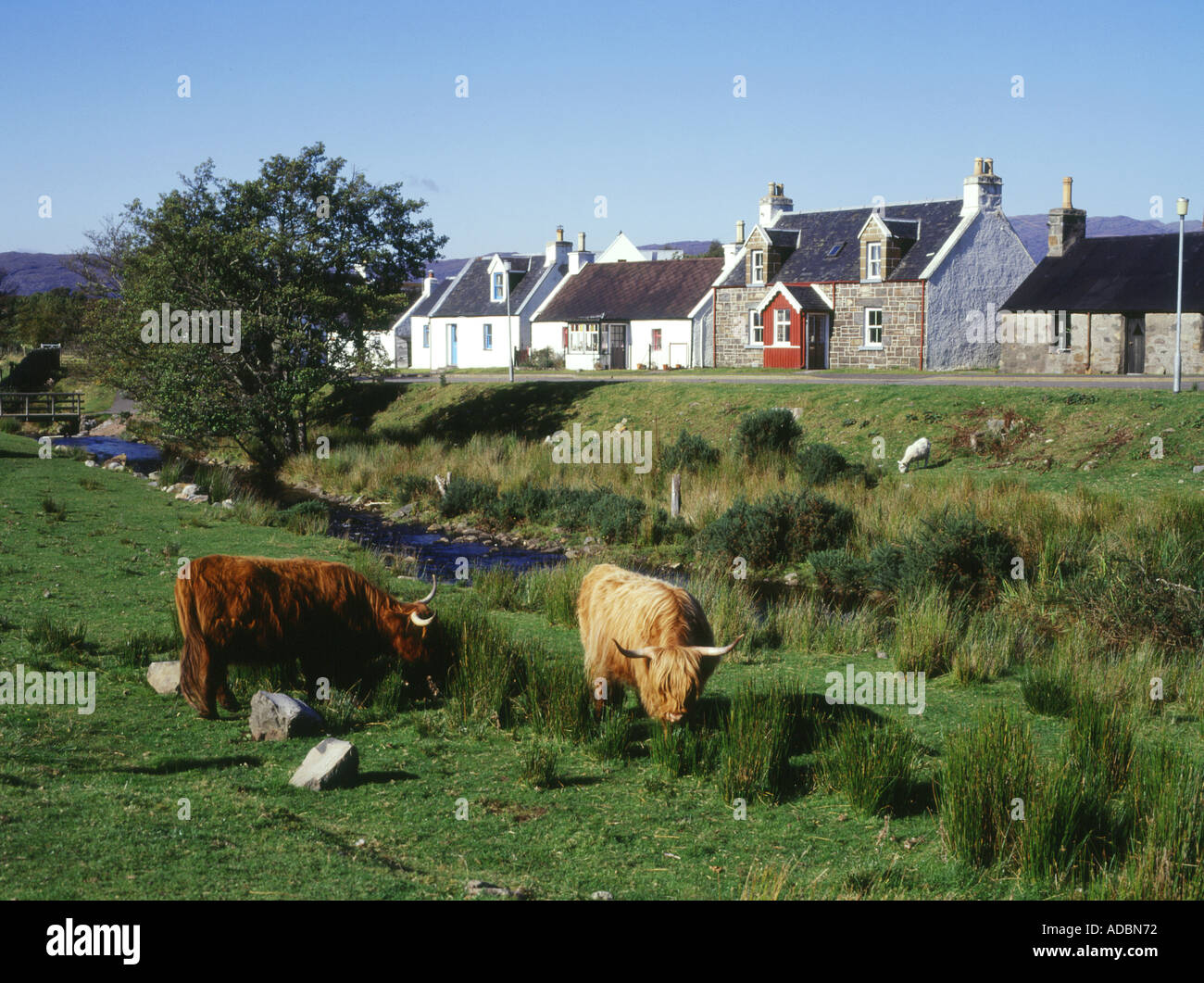 dh DUIRINISH ROSS CROMARTY Highland cow cattle and row of cottage in ...