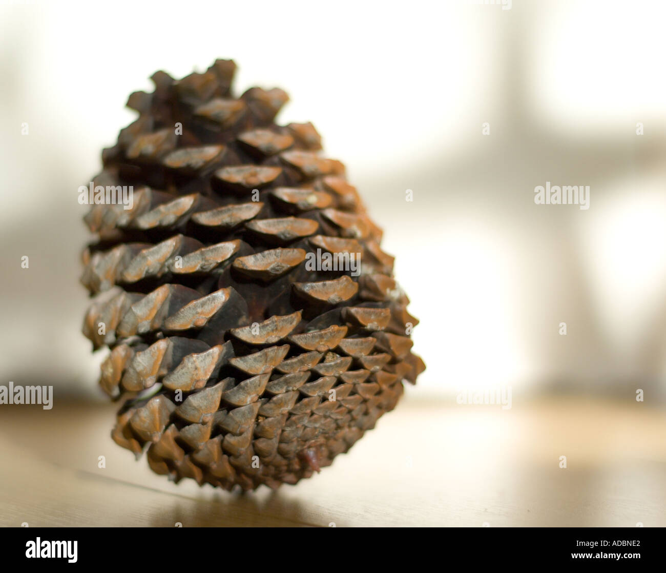 Pine cone from Algarve Portugal with strong lighting Stock Photo - Alamy