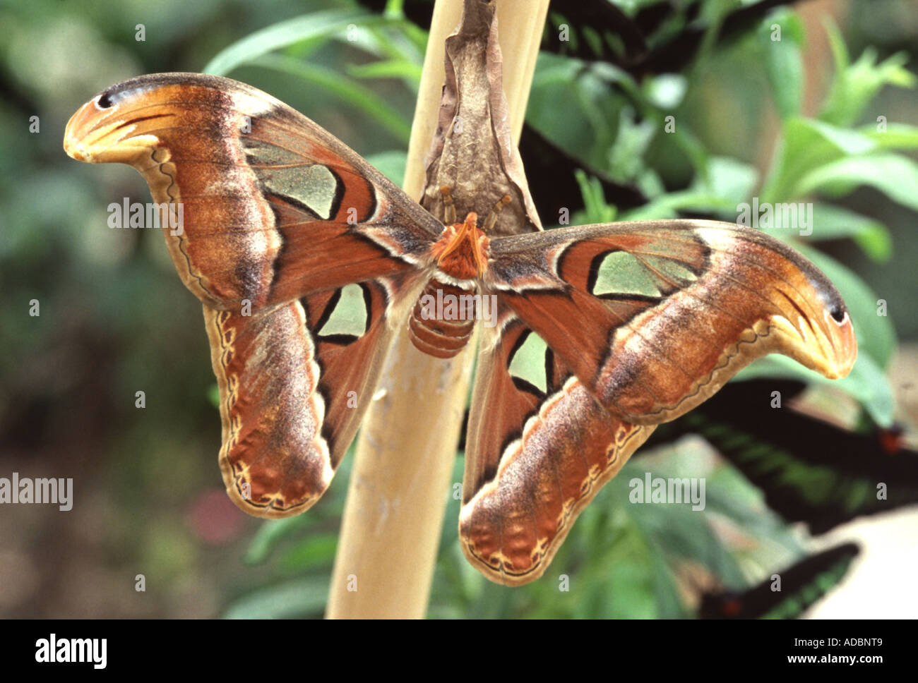 Atlas Moth Attacus atlas Stock Photo - Alamy