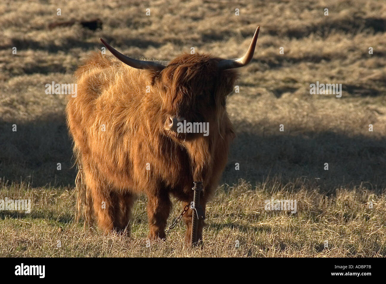 Scottish Highland cattle Schottisches Hochlandrind Stock Photo - Alamy