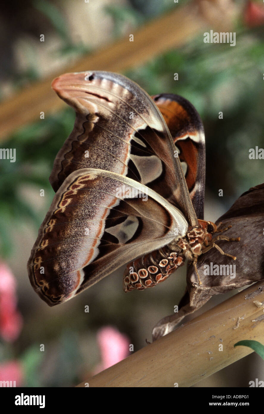 Atlas Moth Attacus atlas Stock Photo - Alamy