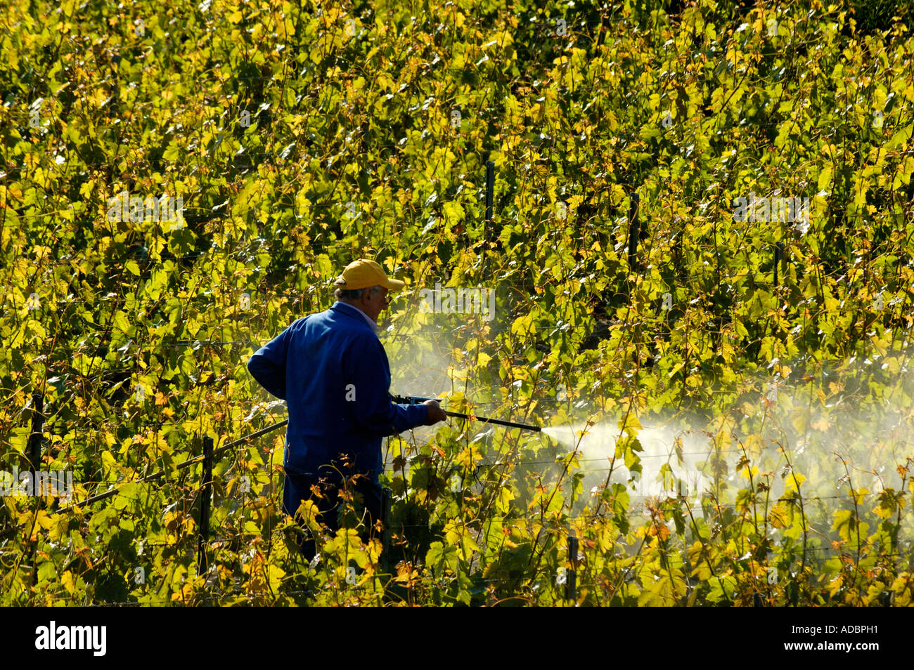 Vineyard spraying organic hi-res stock photography and images - Alamy