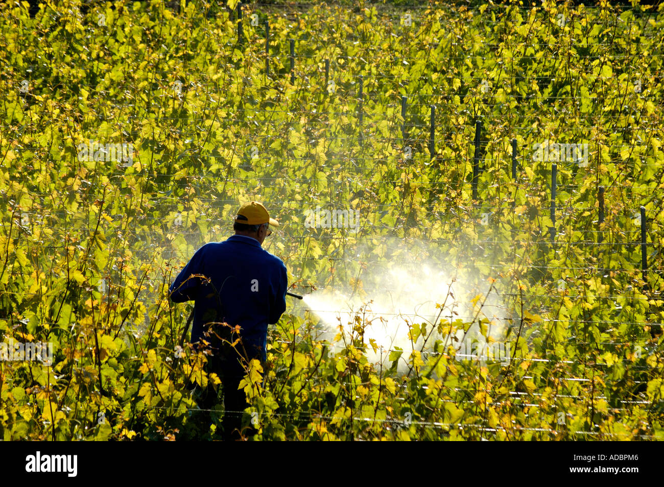 Vineyard spraying organic hi-res stock photography and images - Alamy