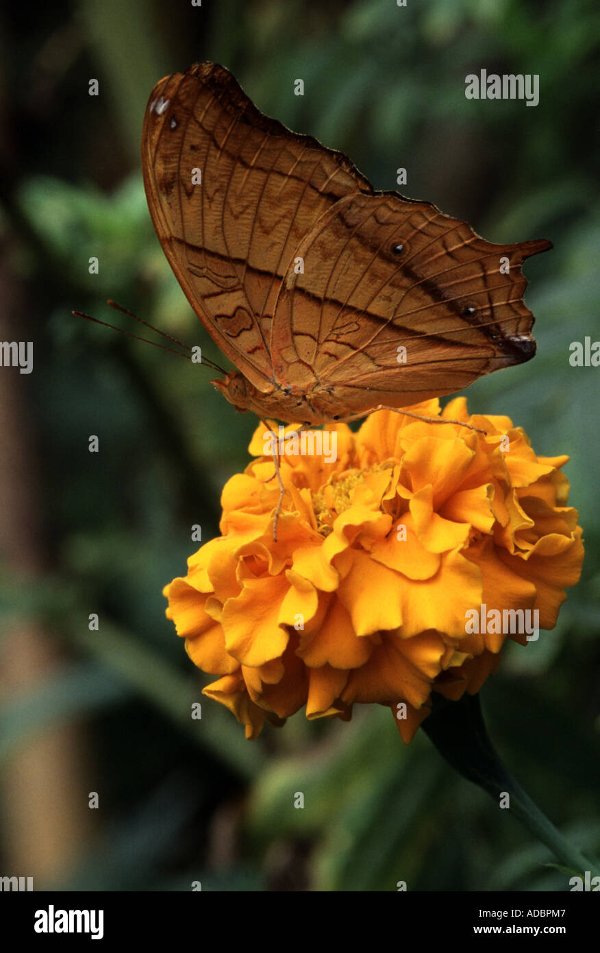 Kallima butterfly hi-res stock photography and images - Alamy