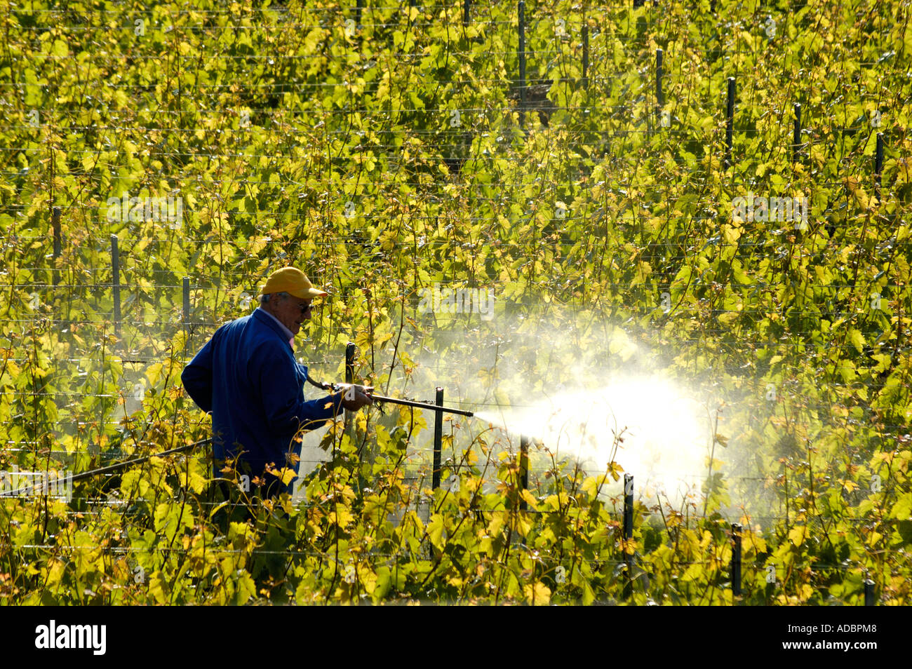 Vineyard spraying organic hi-res stock photography and images - Alamy