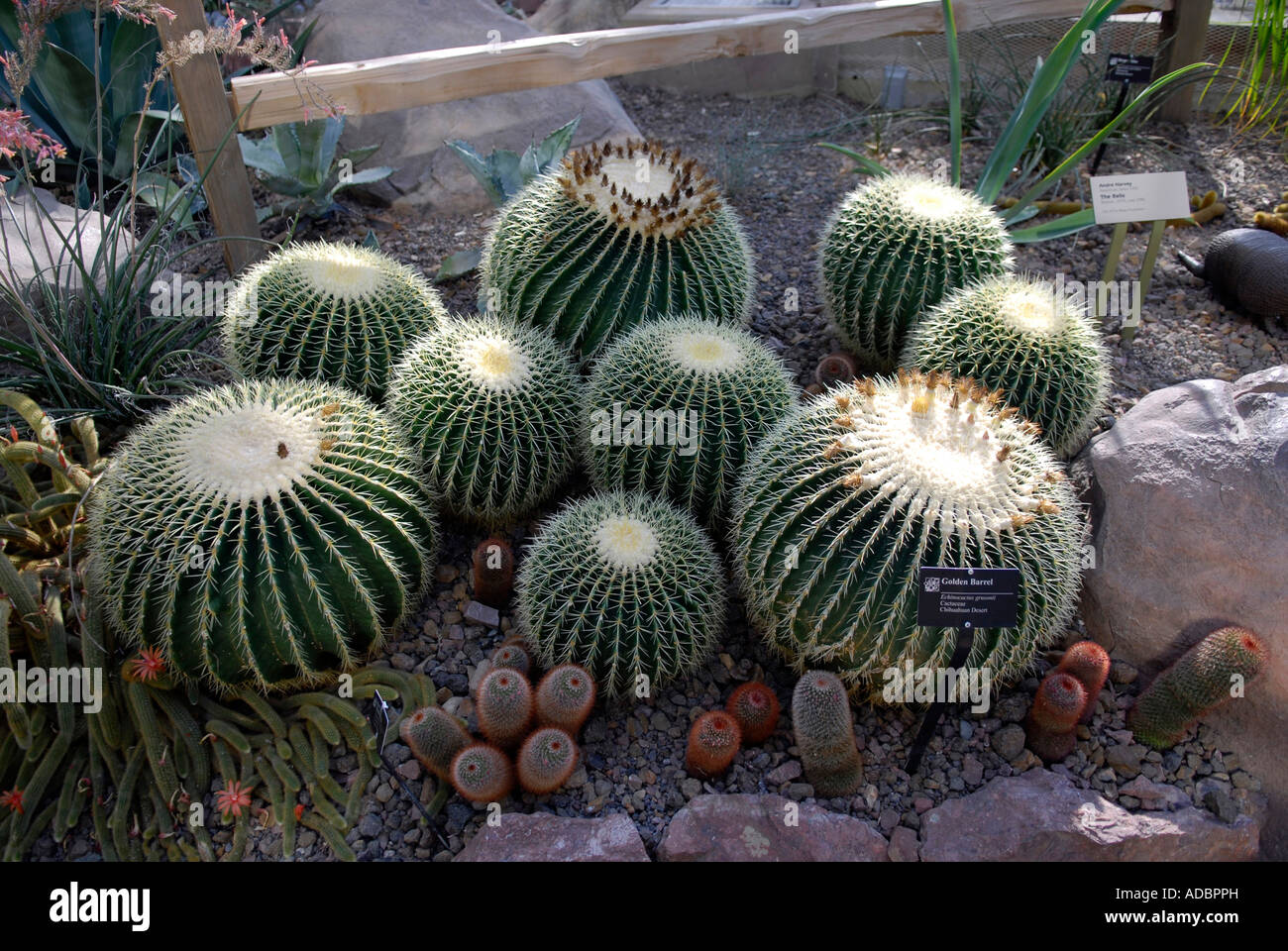 Golden Barrel cactus cactaceae at the Frederik Meijer Gardens and ...
