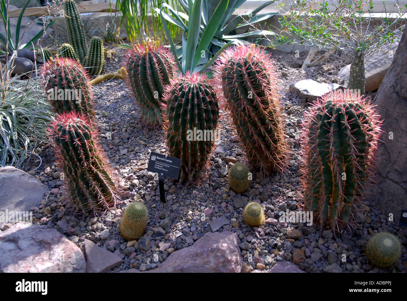 Michigan cactus hi-res stock photography and images - Alamy