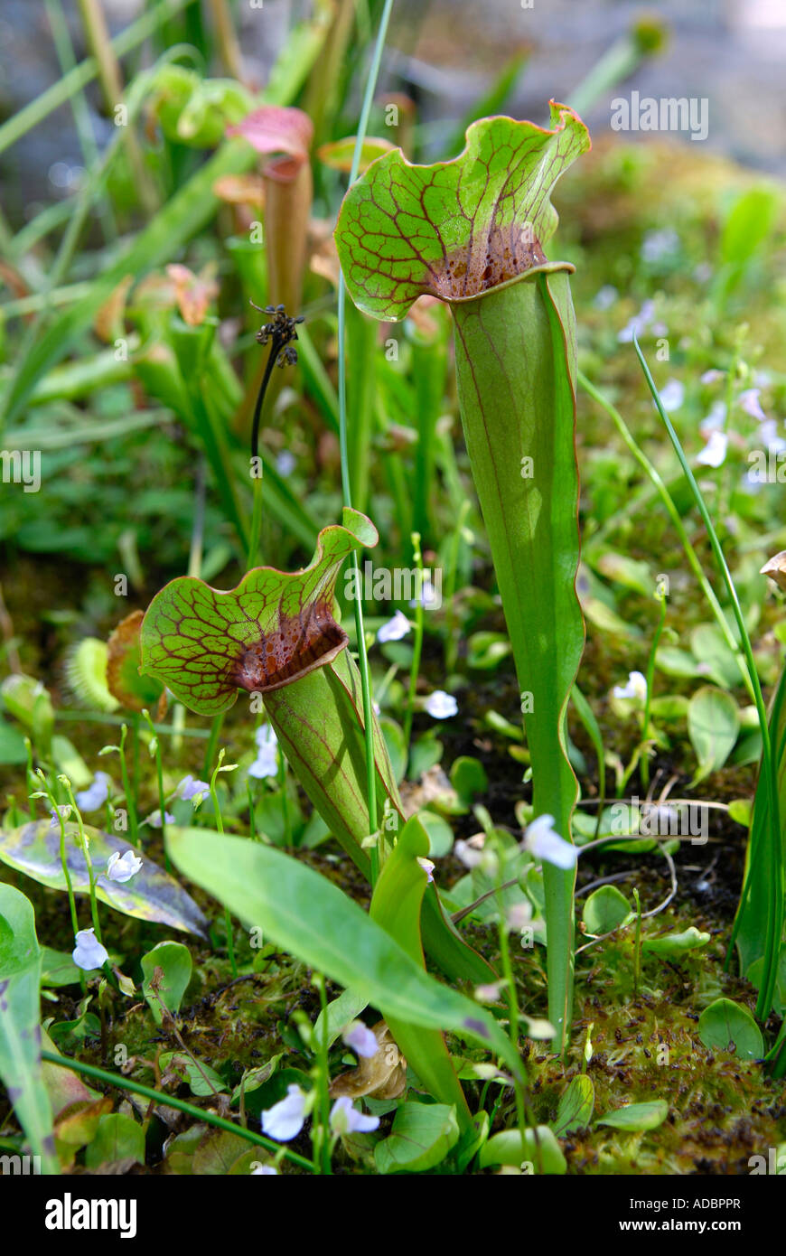 Butterwort Pitcher Plant of Florida at the Frederik Meijer Gardens and ...