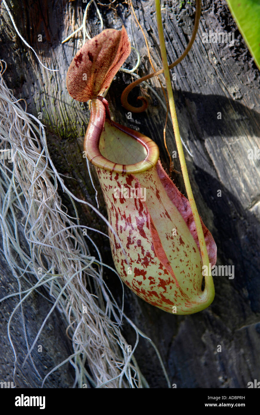 Tropical Pitcher Plant at the Frederik Meijer Gardens and Sculpture ...