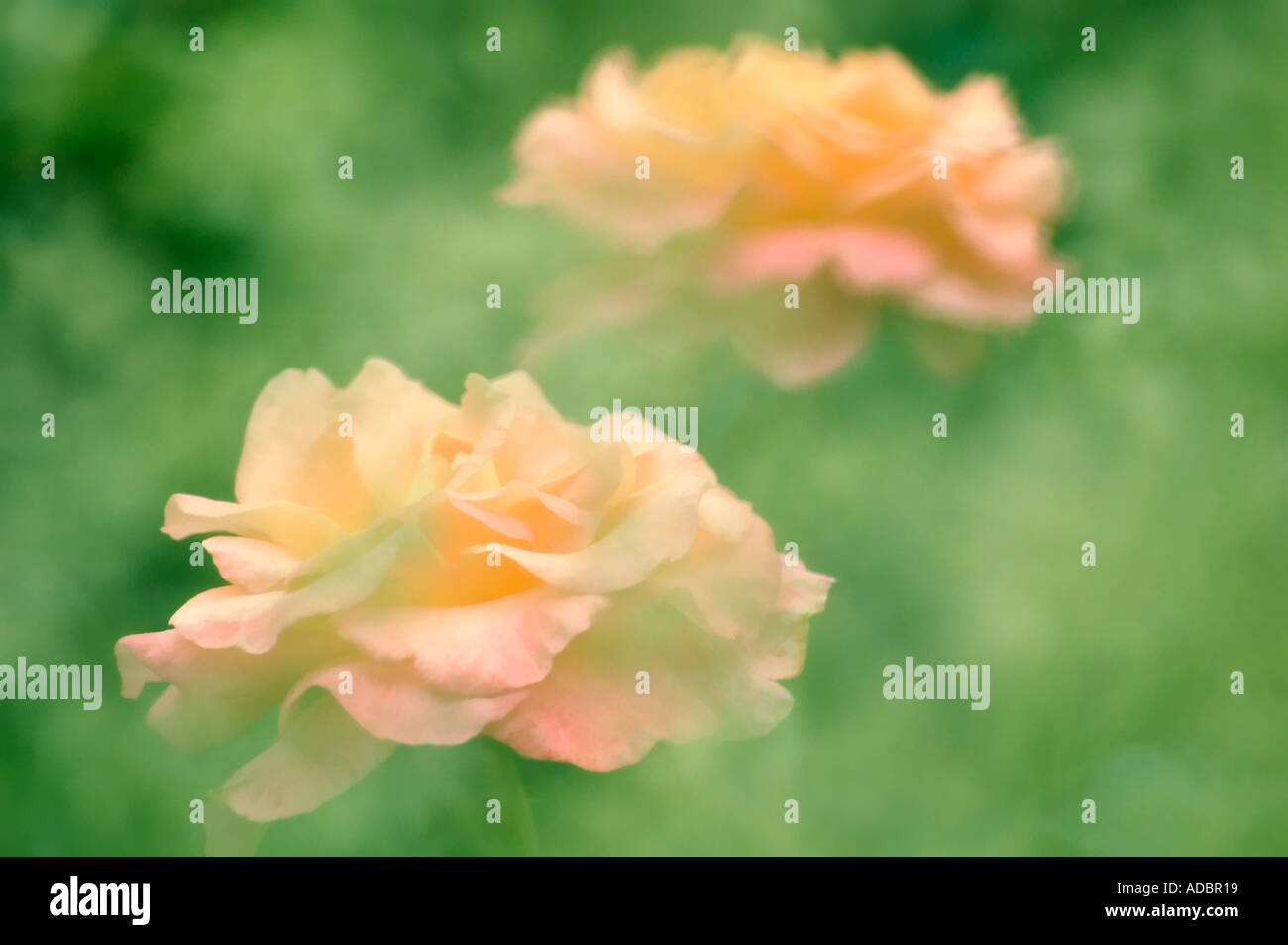 Rose Flower Repetition Stock Photo - Alamy