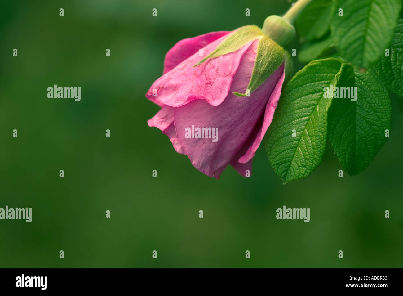 Rose Flower Unfolding. Rosa rugosa Stock Photo - Alamy