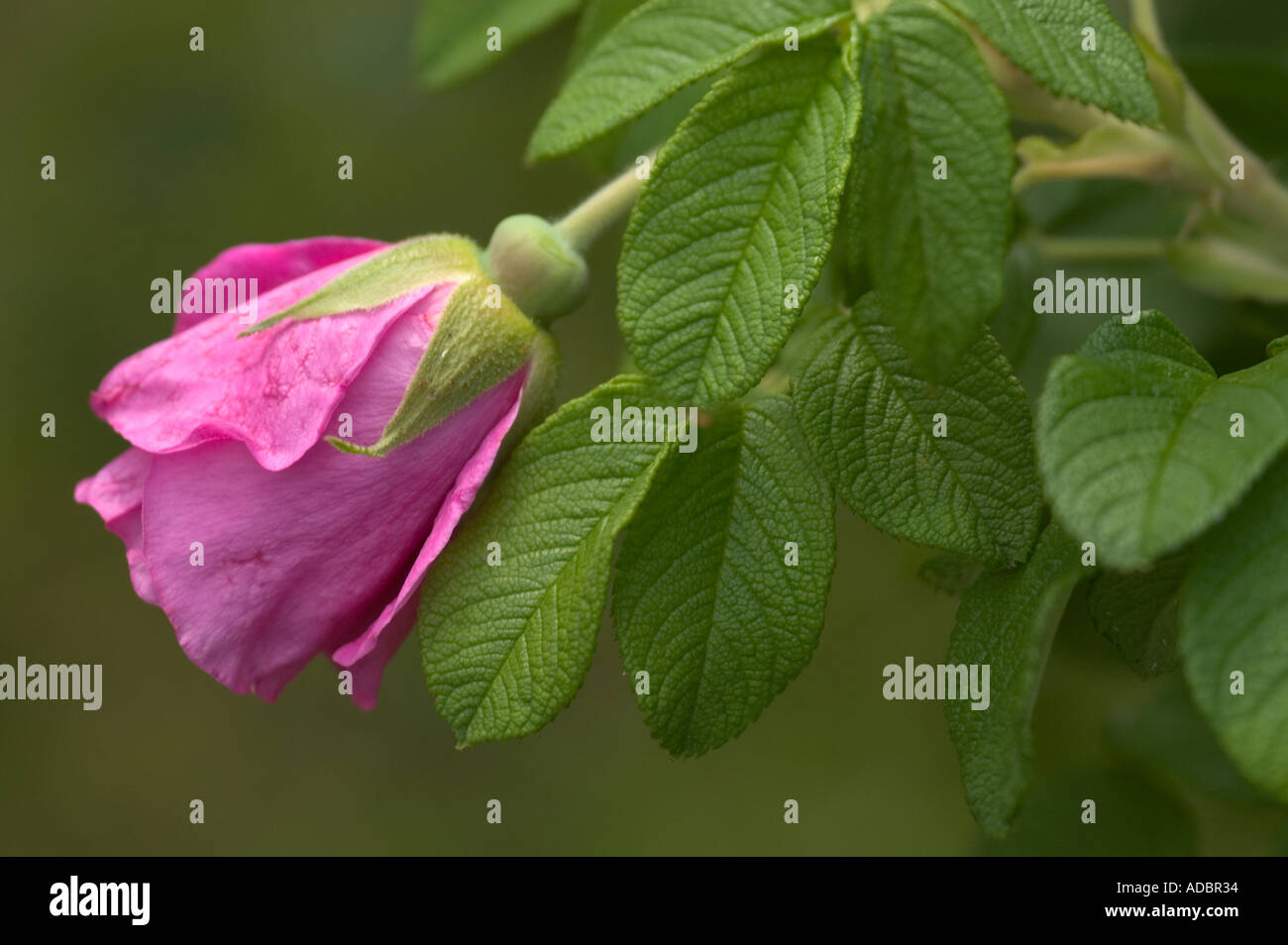 Rose Flower Unfolding. Rosa rugosa Stock Photo - Alamy